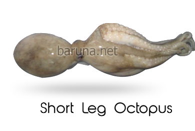 Short Leg Octopus – PT Bahari Biru Nusantara