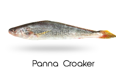 Panna Croaker – PT Bahari Biru Nusantara