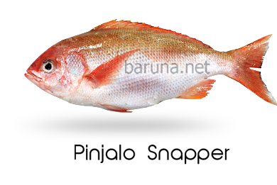 Pinjalo Snapper – PT Bahari Biru Nusantara
