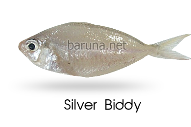 Silver Biddy – PT Bahari Biru Nusantara