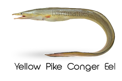 Yellow Pike Conger Eel – PT Bahari Biru Nusantara